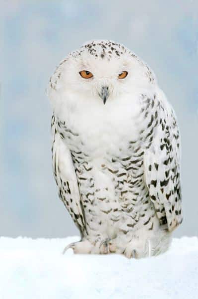 Large Snowy Owl - Owl Facts and Information