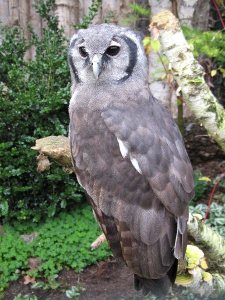 The Powerful Verreaux's Eagle Owl - Owl Facts and Information