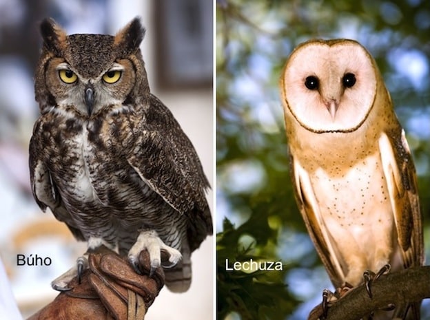 Anatomía del Búho y Lechuza
