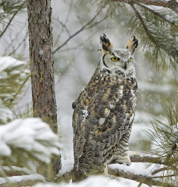 Owl Habitat